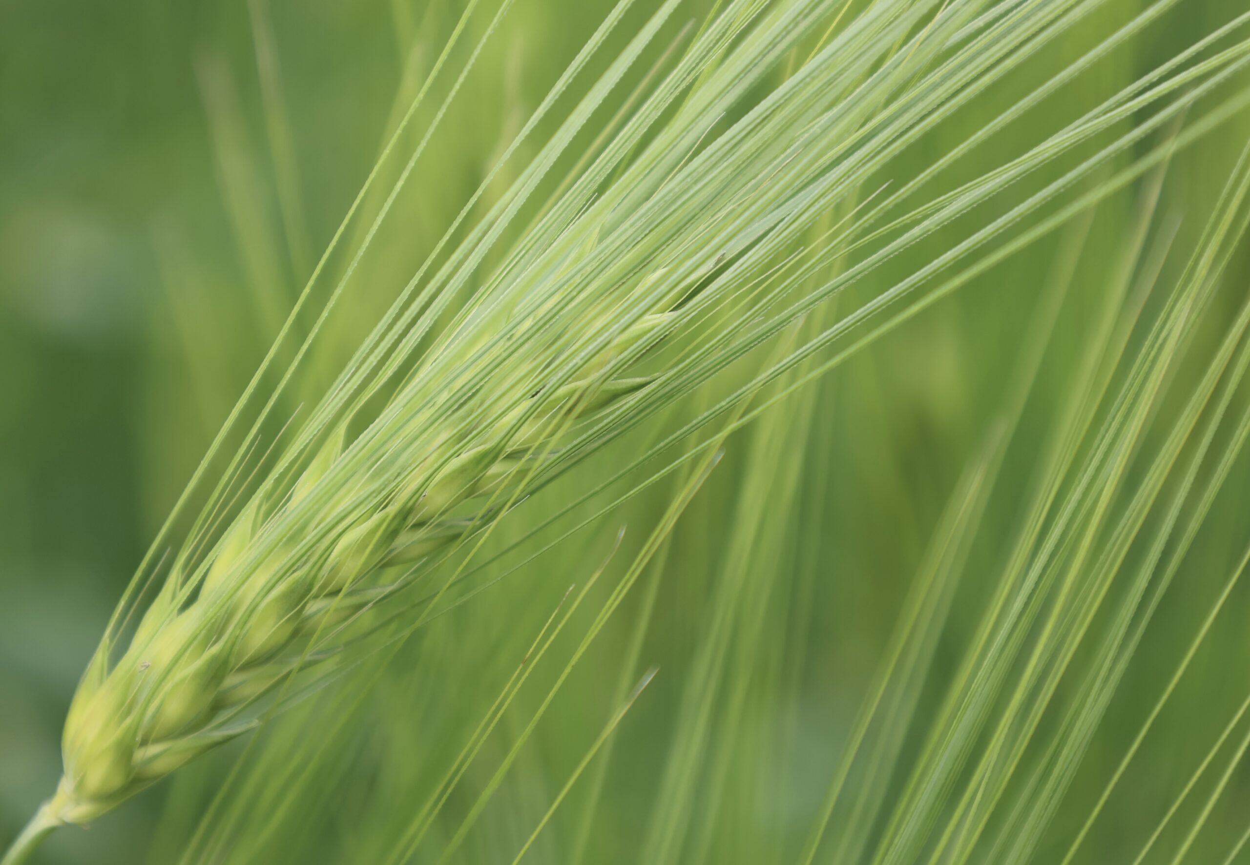 Steikt­ur þorsk­ur með kremuðu byggi og rjóma-hvítvínssósu | Sigurður Árni